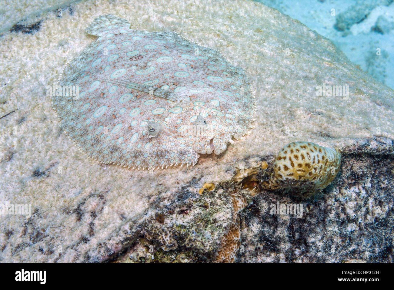 peacock flounder,Bothus mancus, also known as the flowery flounder, is ...