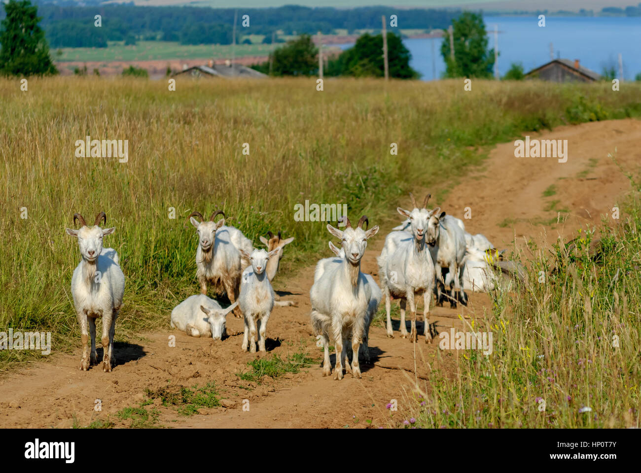 Goat russia hi-res stock photography and images - Alamy