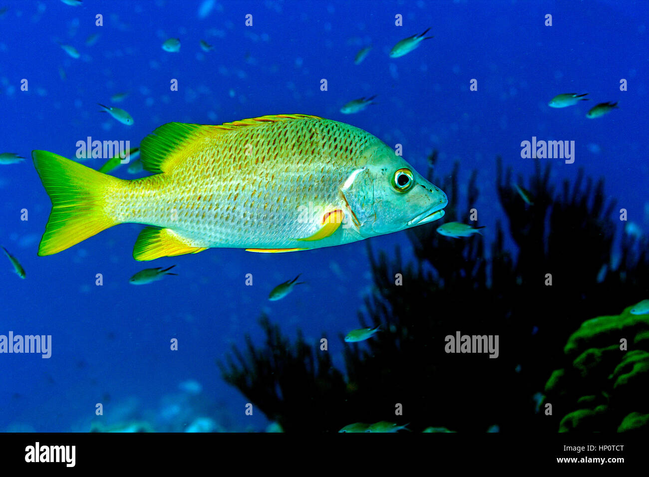 Reef fish bonaire bahamas hi-res stock photography and images - Alamy