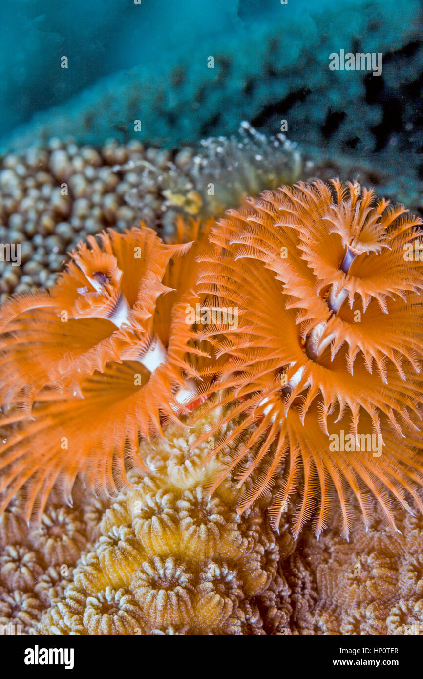 Spirobranchus giganteus, commonly known as Christmas tree worms, are ...
