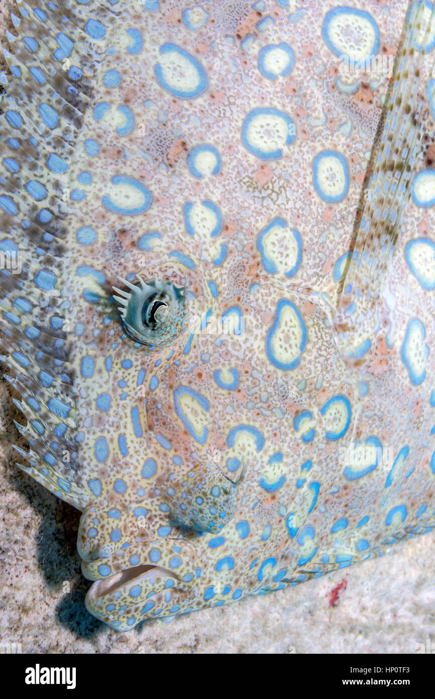 peacock flounder,Bothus mancus, also known as the flowery flounder, is ...
