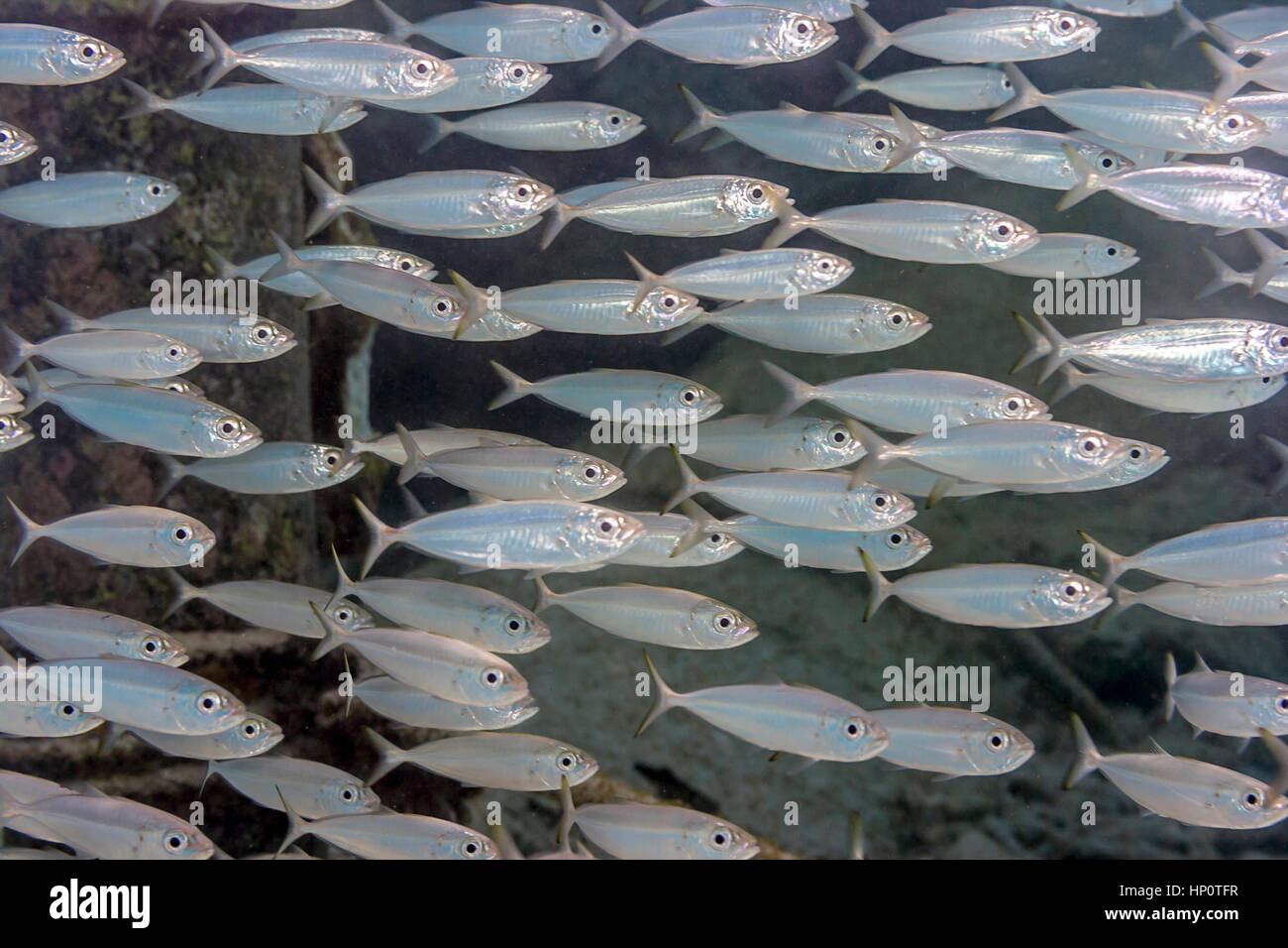 Carangoides bartholomaei hi-res stock photography and images - Alamy
