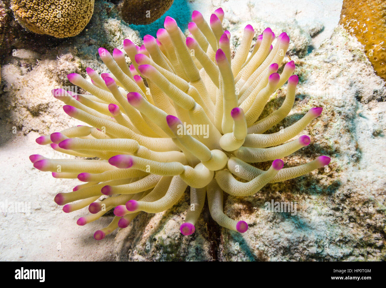 Sea anemones are a group of water-dwelling, predatory animals of the ...