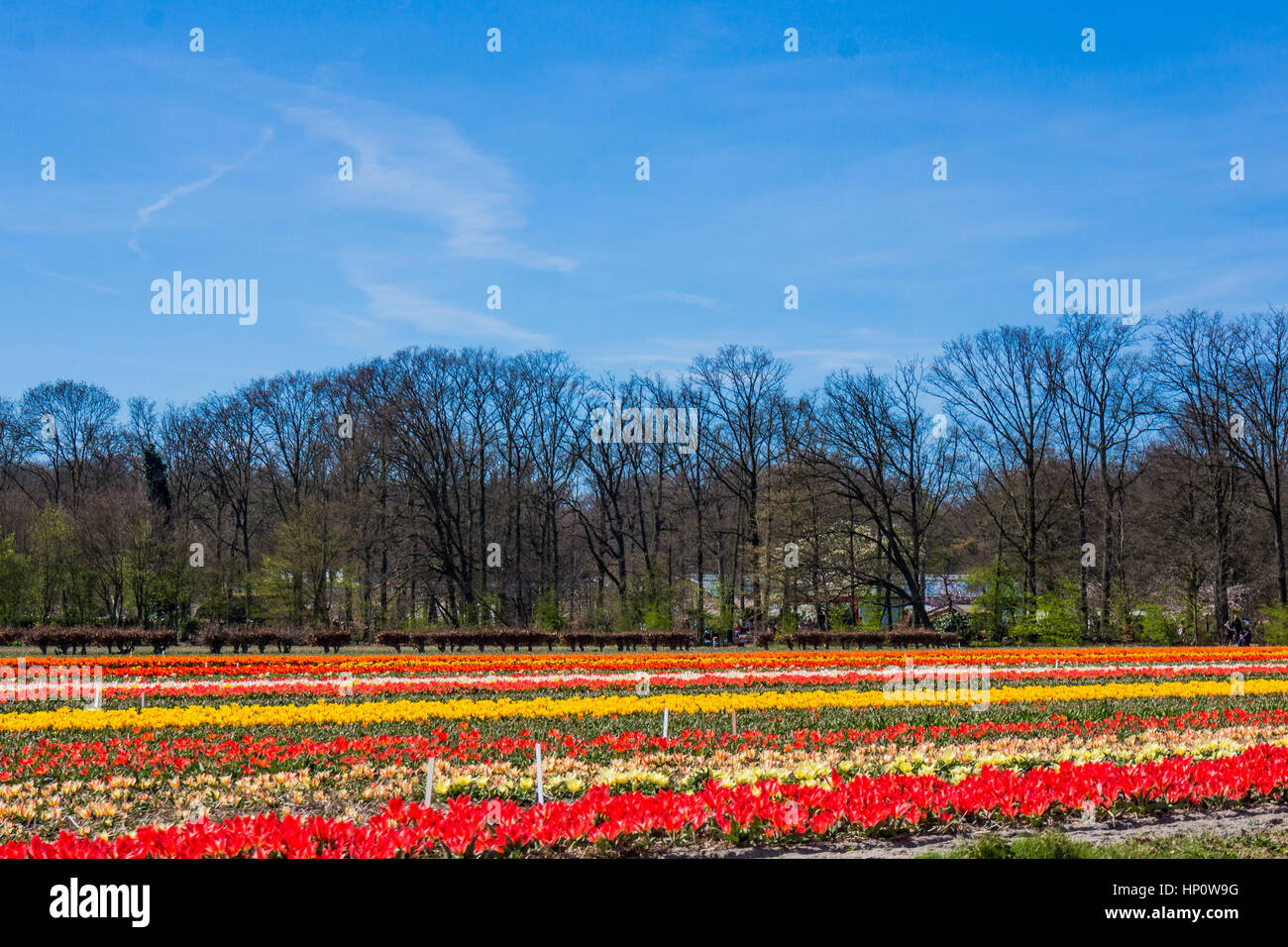 Tulip colorful blossom flowers cultivation field in spring. Keukenhof ...