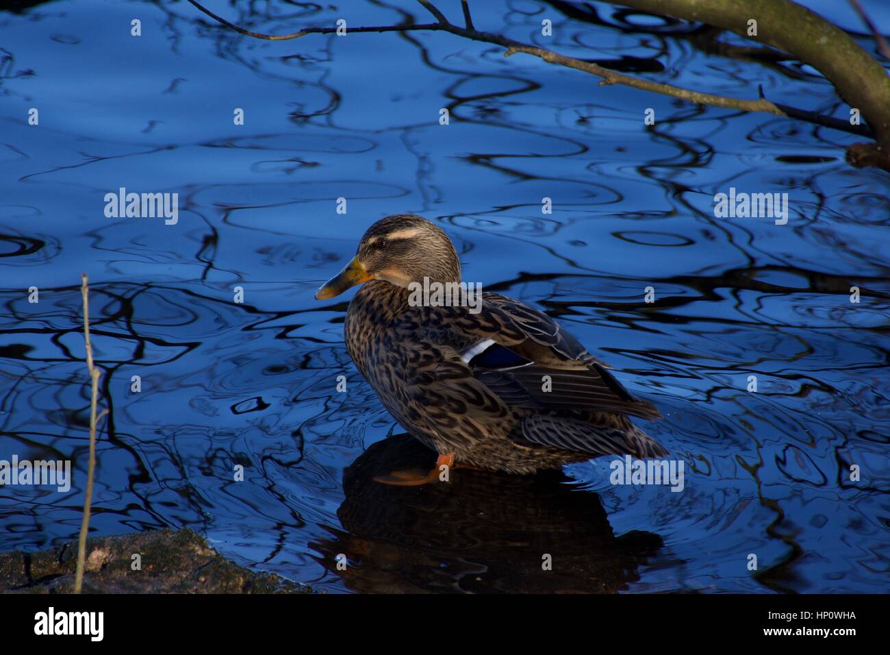 Duck standing in blue water,Westport lake nature reserve in winter ...