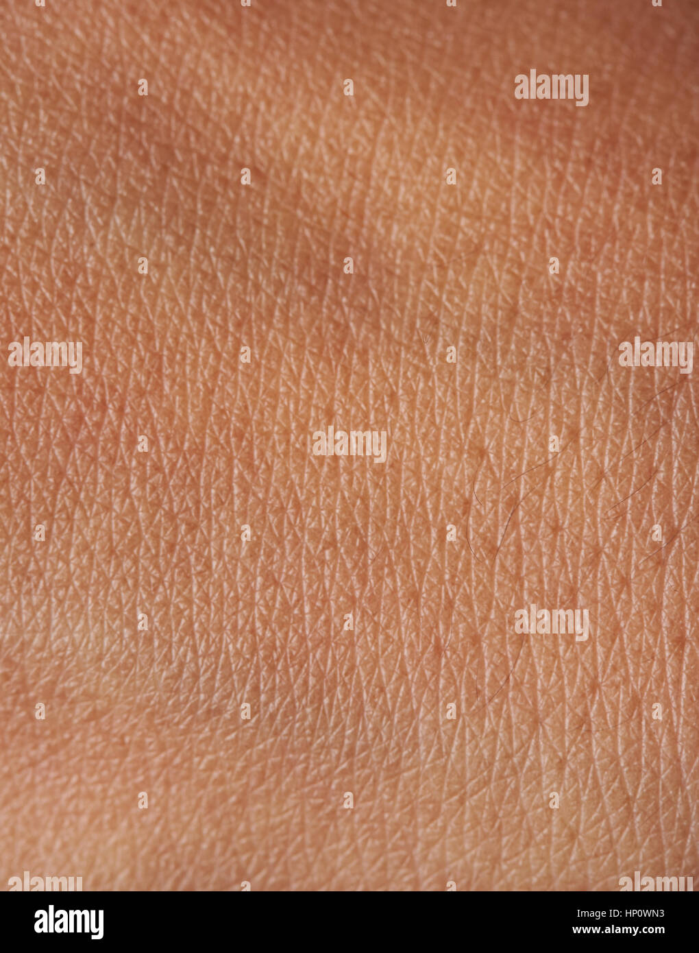 Human Skin Pores