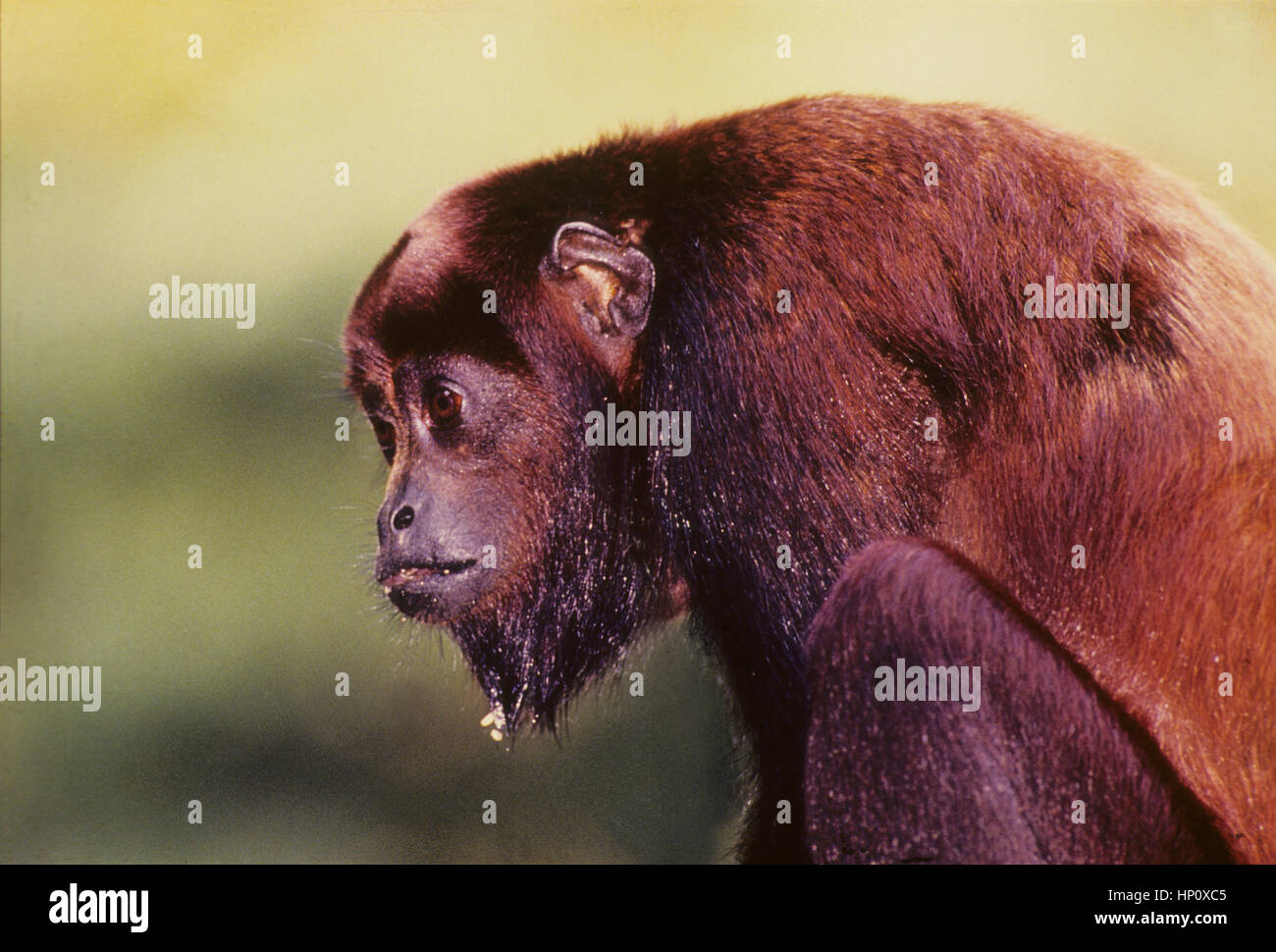 Howler monkey in the Amazon Rain Forest near Negro river, Brazil Stock ...