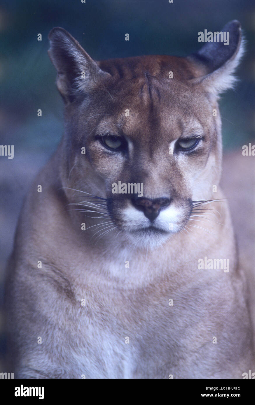 Mountain lion (Puma concolor) close-up, Brazil Stock Photo - Alamy