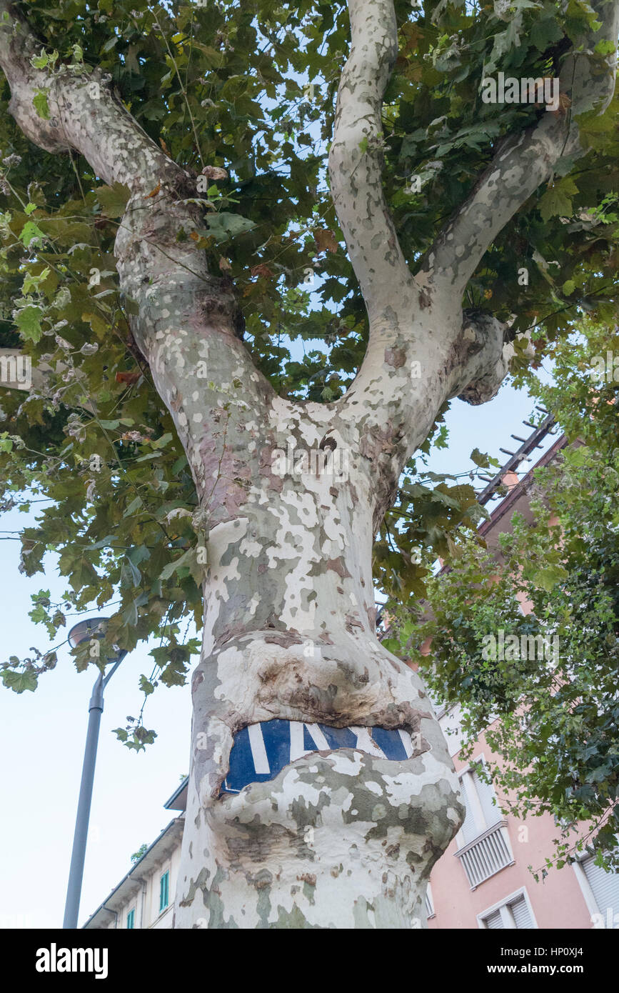 the tree with the ingrown sign in the summer day Stock Photo - Alamy