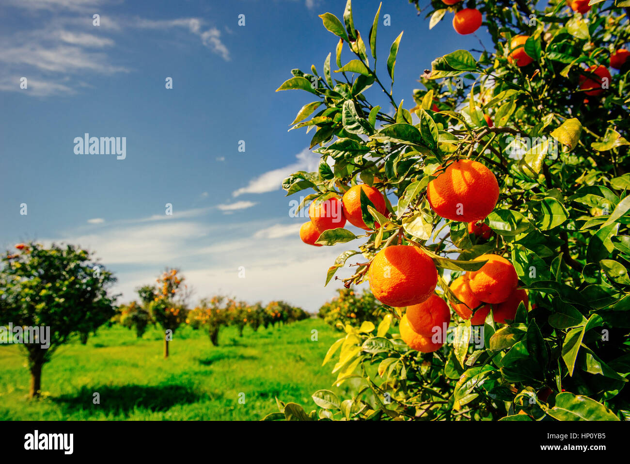 branch orange tree Stock Photo - Alamy