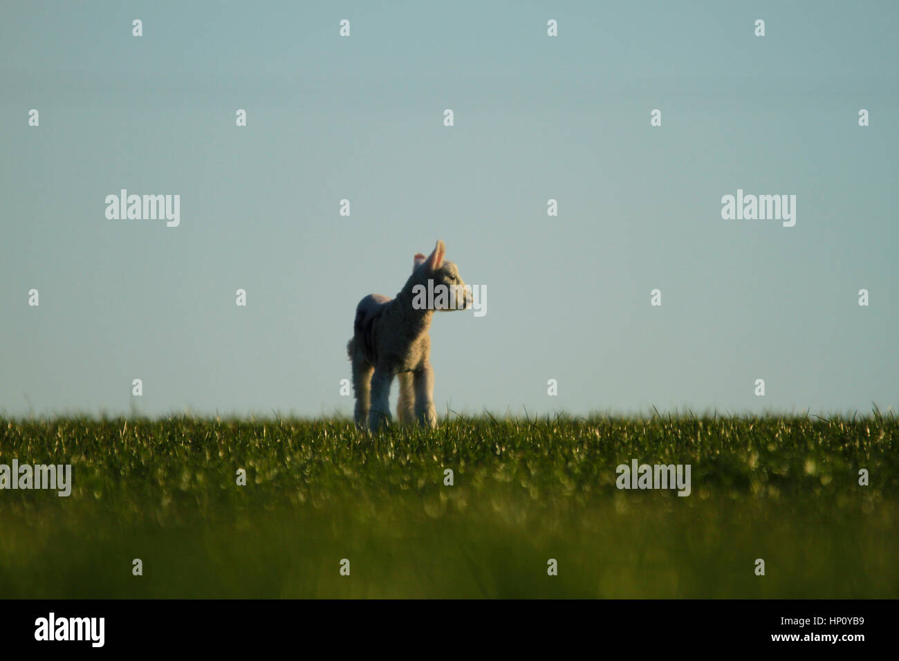 A young lamb standing alone in a field Stock Photo - Alamy
