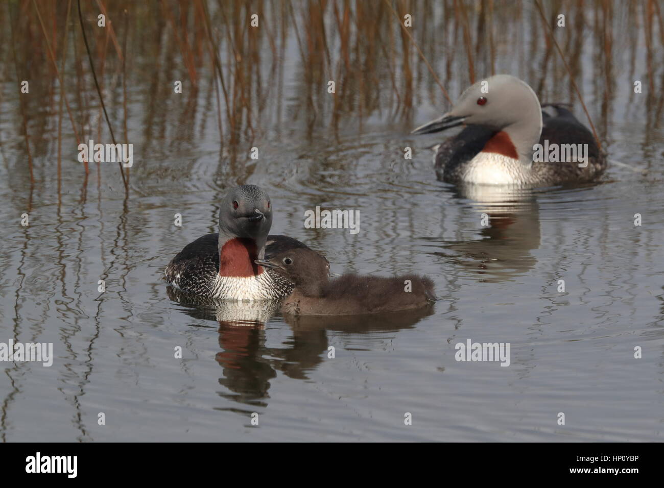red-throated loon (North America) or red-throated diver (Britain and ...