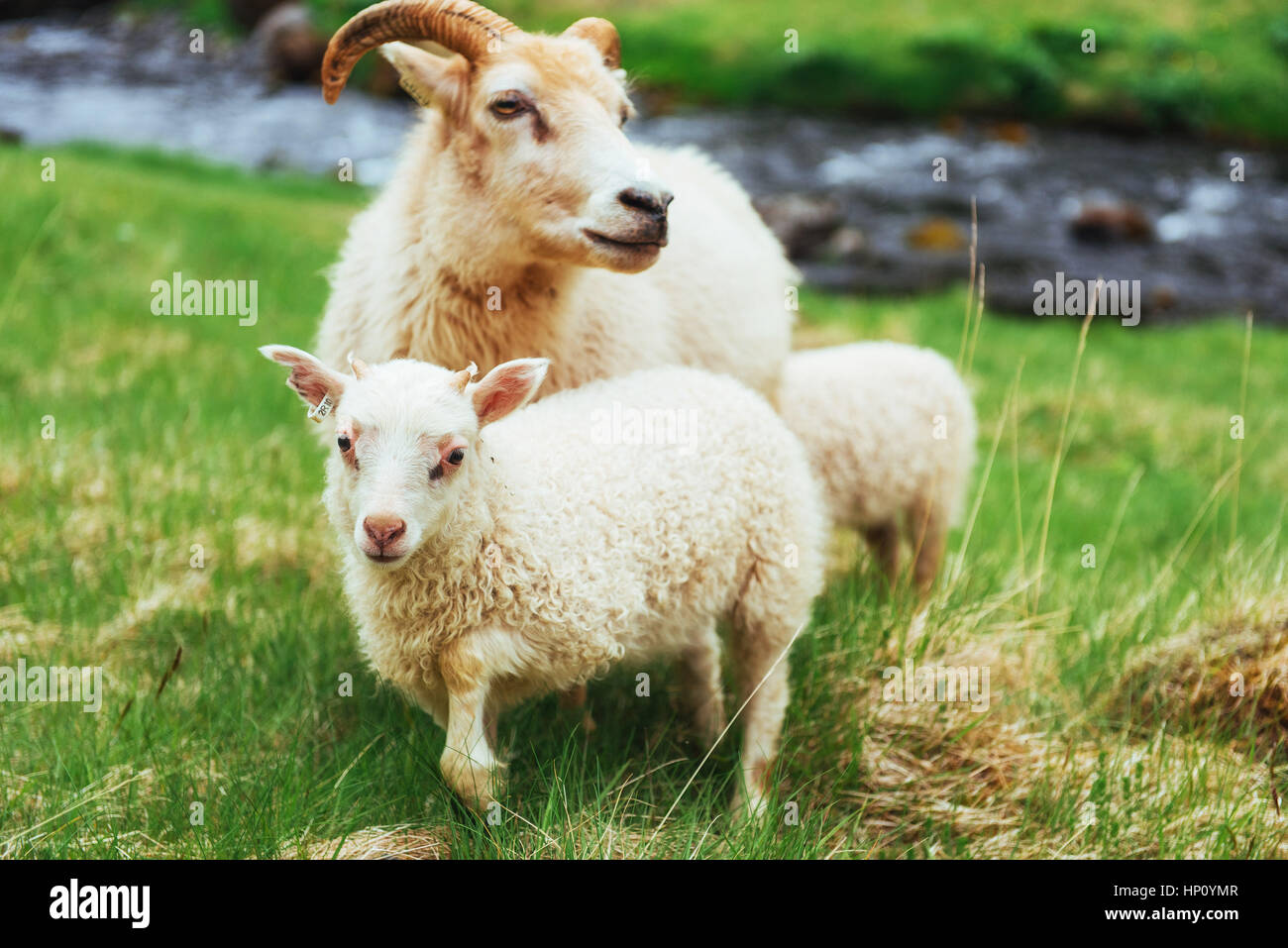 The Icelandic sheep Stock Photo - Alamy