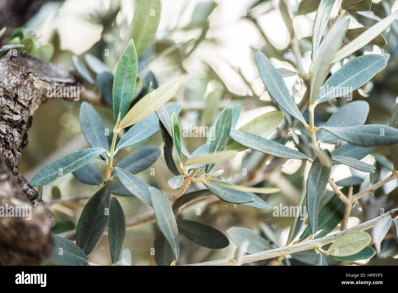 Spanish olive trees in the sun Stock Photo - Alamy