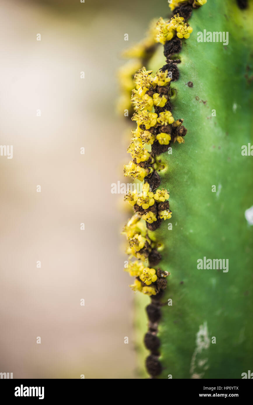 Spanish cactus garden hi-res stock photography and images - Alamy
