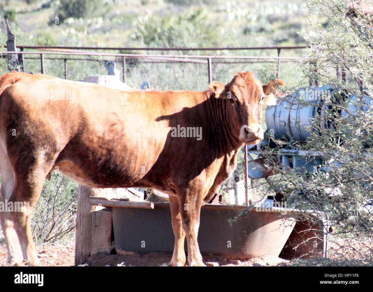 Trough near cow hi-res stock photography and images - Alamy