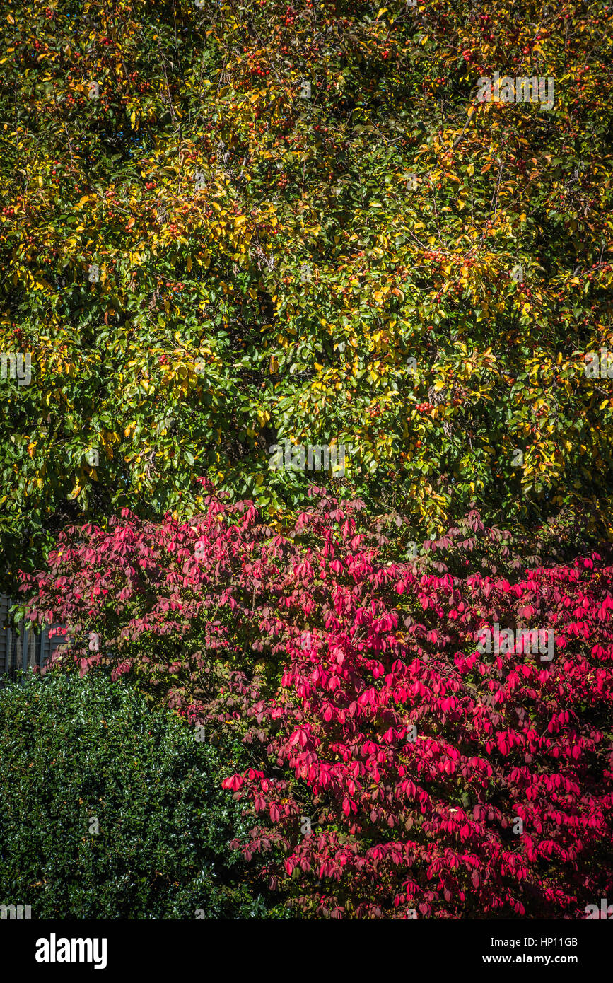 Classic autumn scenery maple hi-res stock photography and images - Alamy