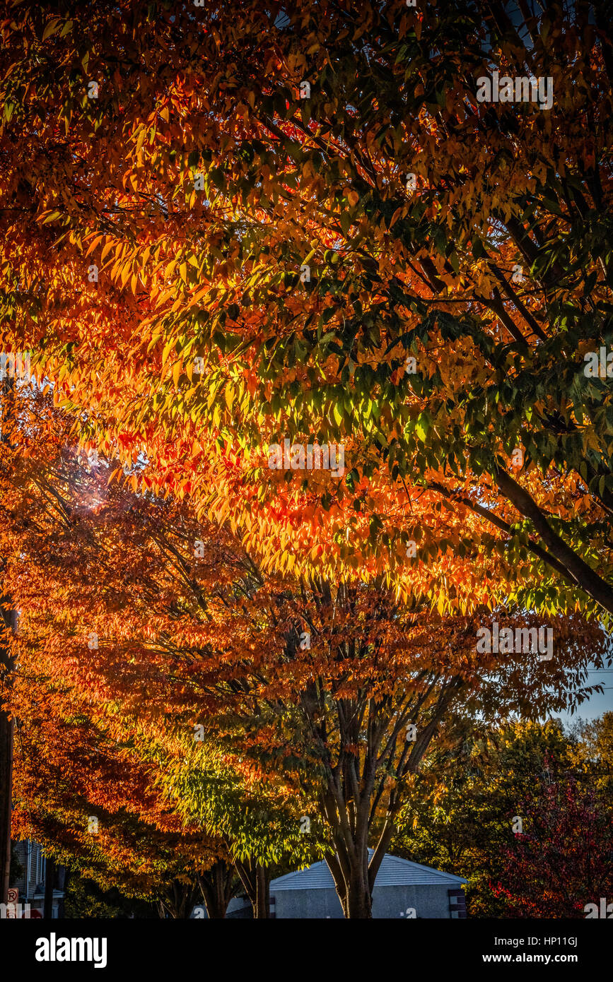 Fall, Autumn seasonal Stock Photo - Alamy