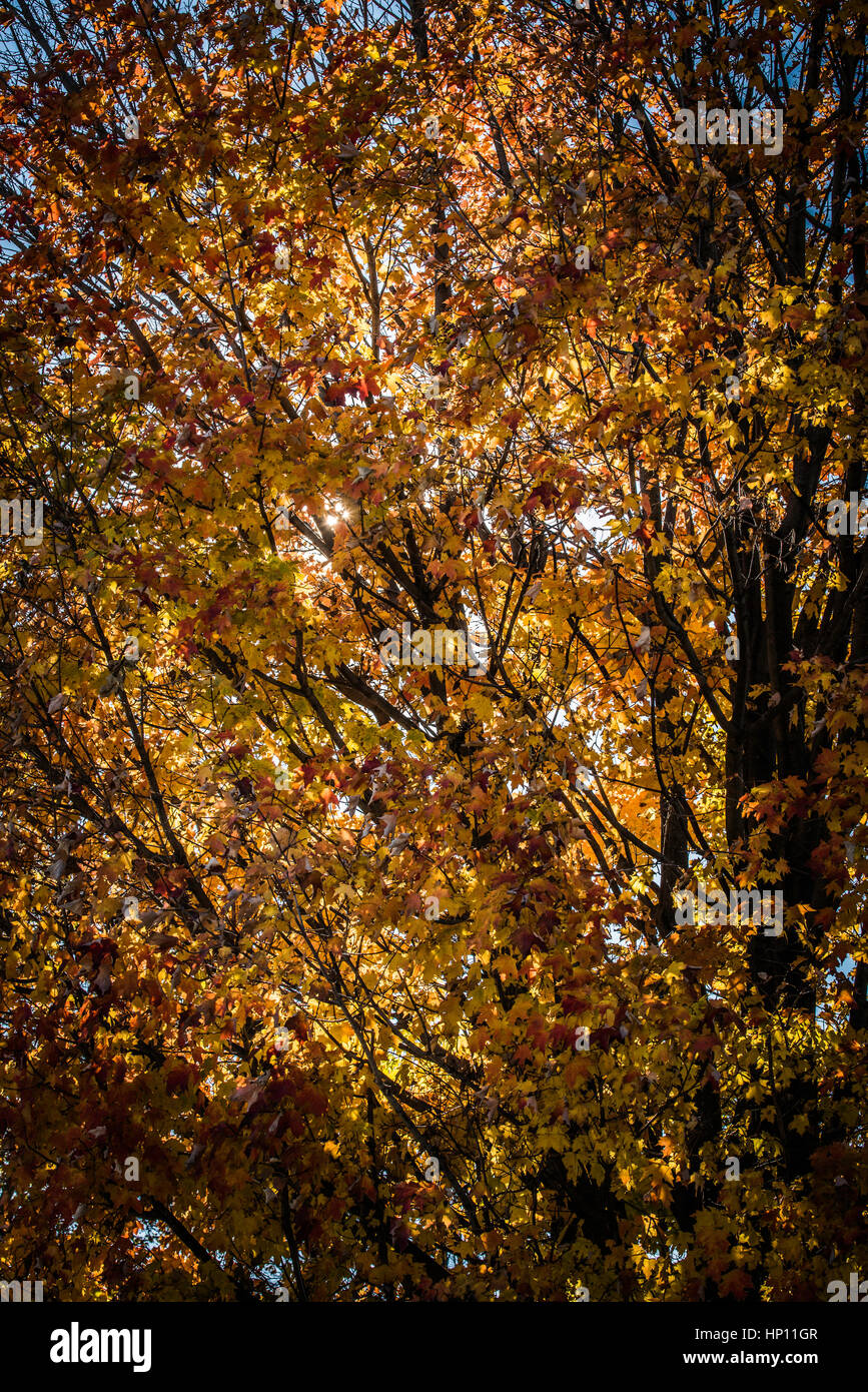 Fall, Autumn seasonal Stock Photo - Alamy