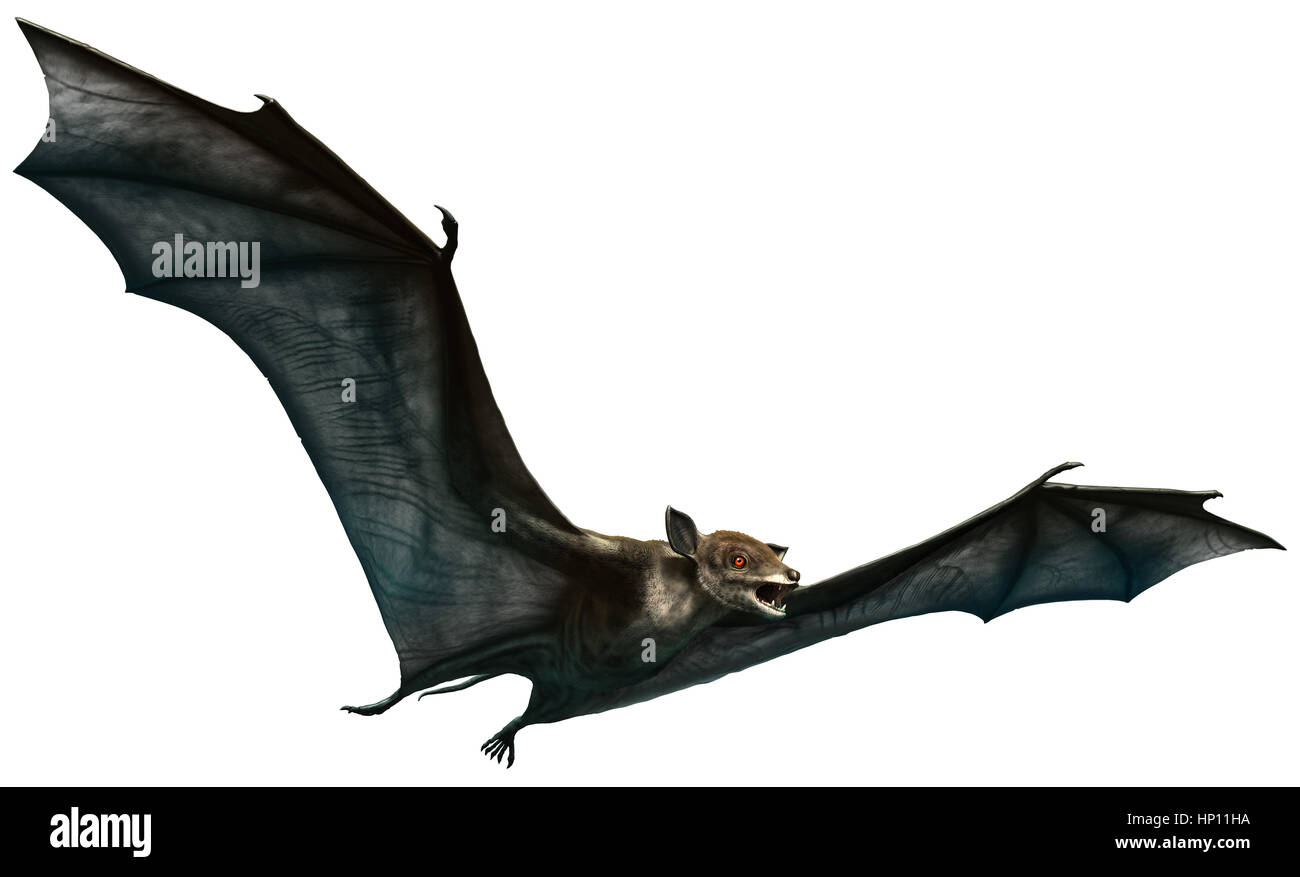 Icaronycteris hi-res stock photography and images - Alamy