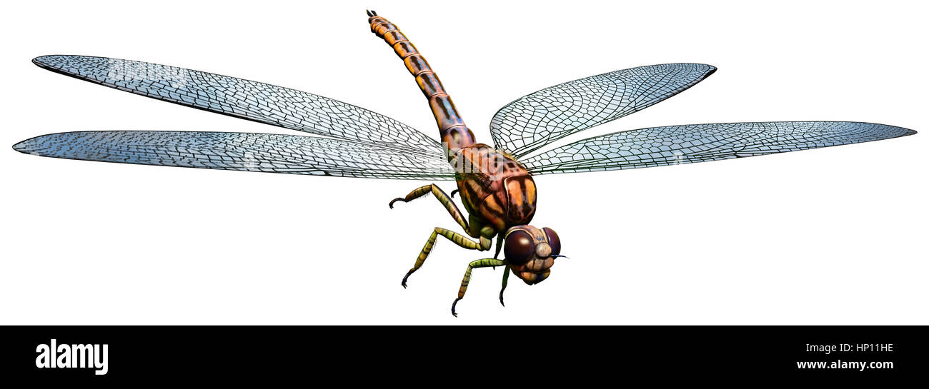 Carboniferous insect hi-res stock photography and images - Alamy