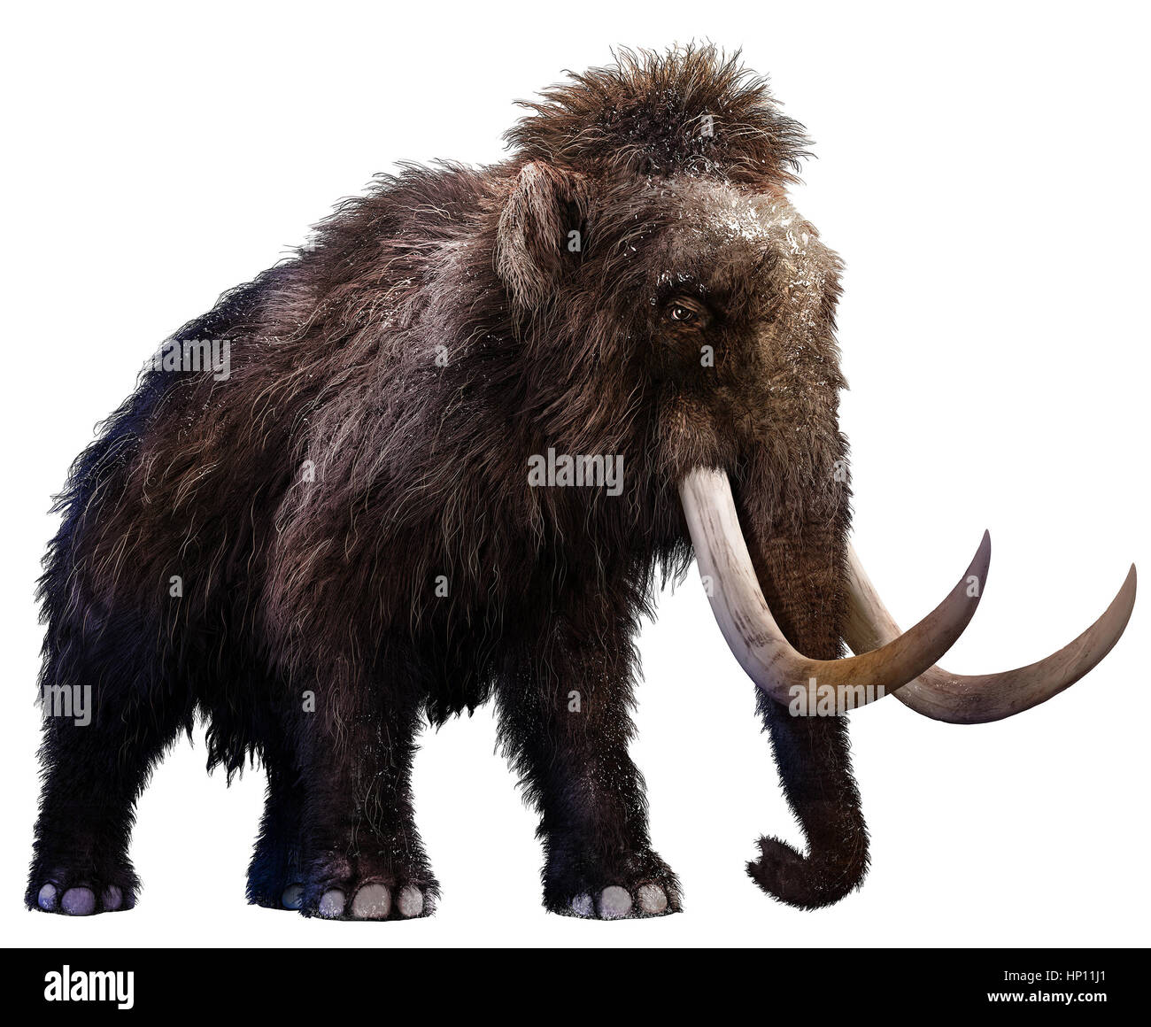 Mammoth tusk Cut Out Stock Images & Pictures - Alamy