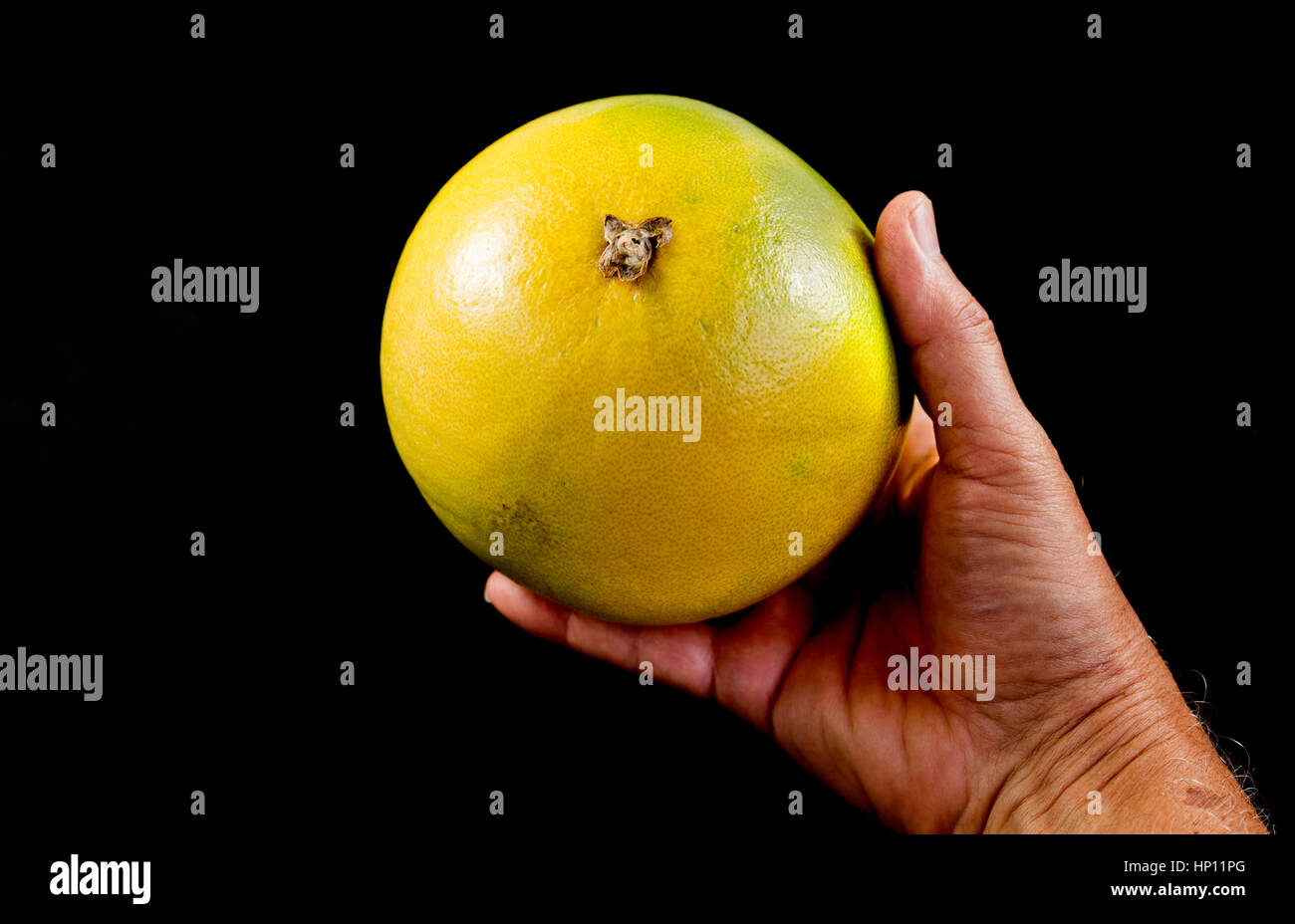Hand holding a pale green pomelo, citrus maxima, over a black ...