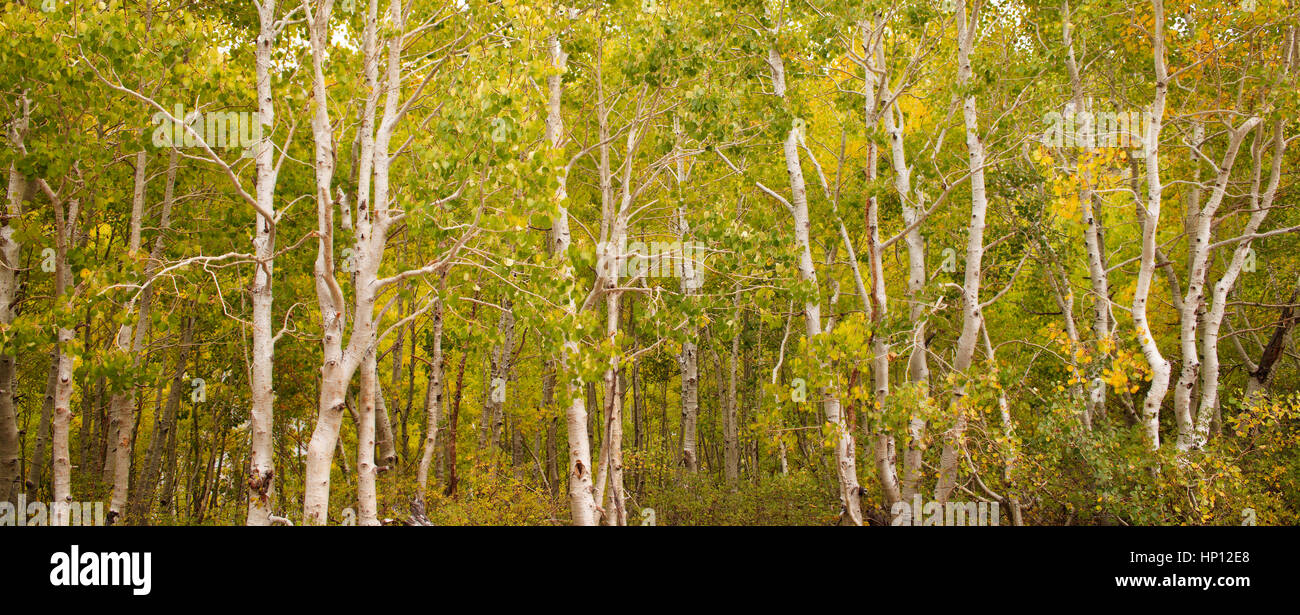 Wide fall hi-res stock photography and images - Alamy