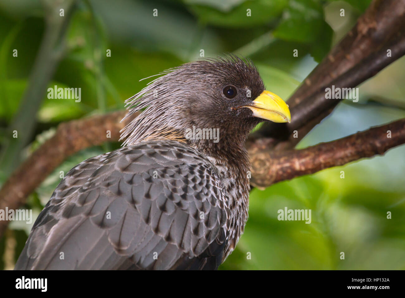Western Plantain-Eater (Crinifer piscator) close up Stock Photo - Alamy