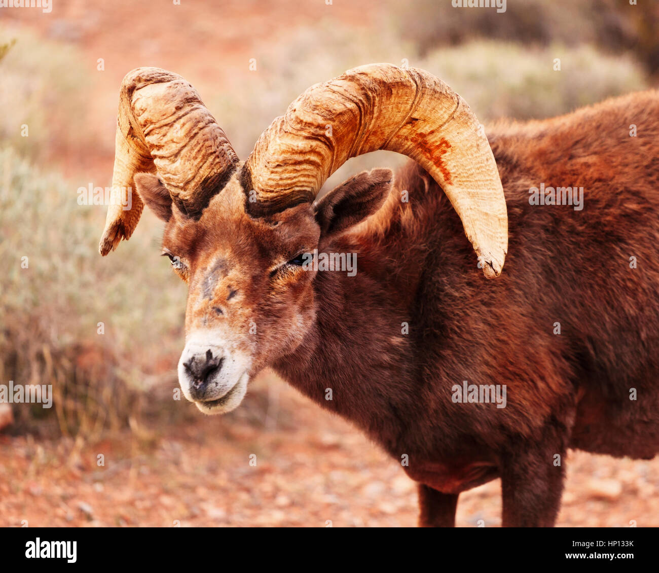 Ram in Zion National Park in Utah Stock Photo - Alamy