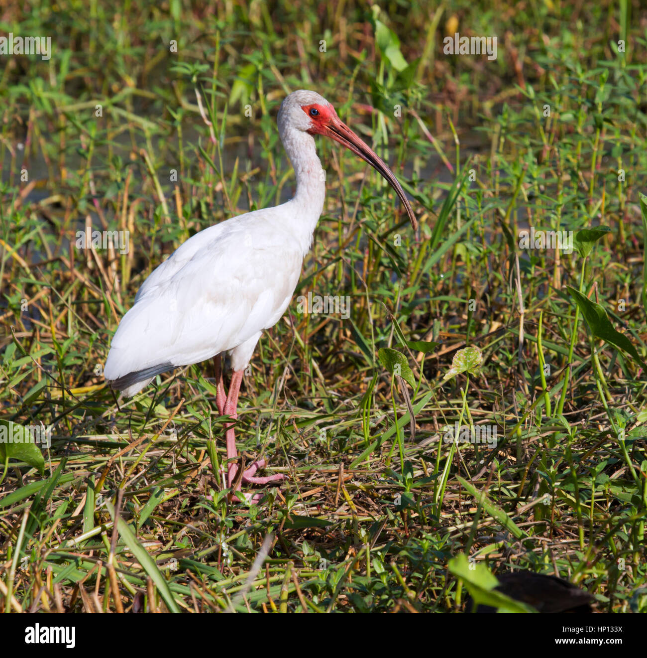 American white ibis background hi-res stock photography and images - Alamy