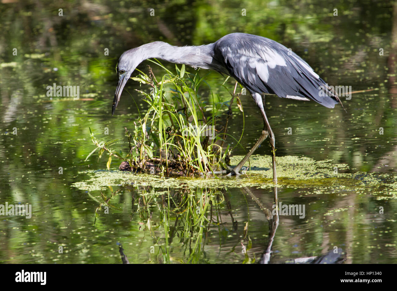 An immature little blue heron hi-res stock photography and images - Alamy