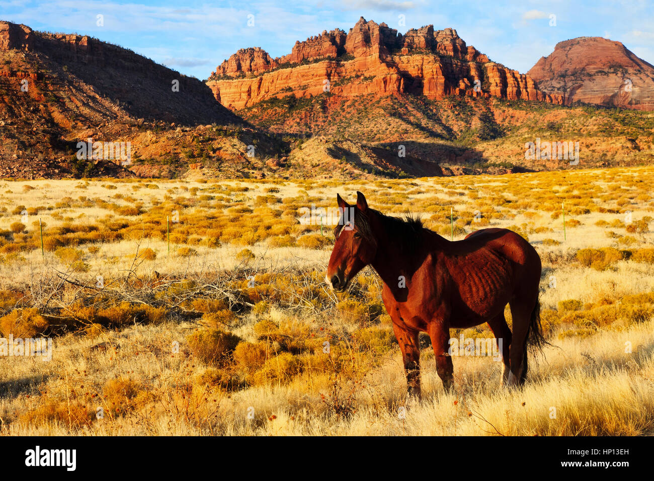 Rock sand horse hi-res stock photography and images - Alamy