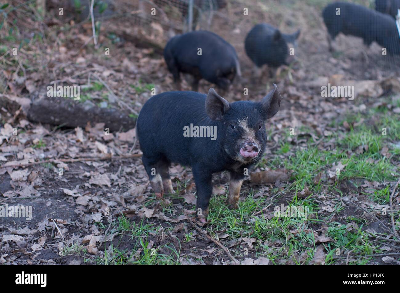 Black pig baby hi-res stock photography and images - Alamy