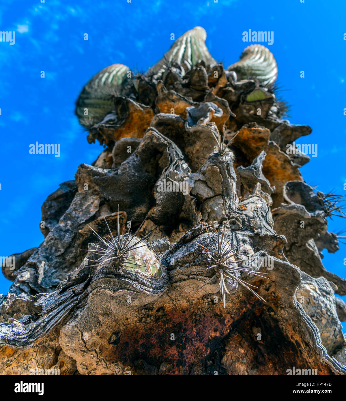 Dead saguaro cactus rotting hi-res stock photography and images - Alamy
