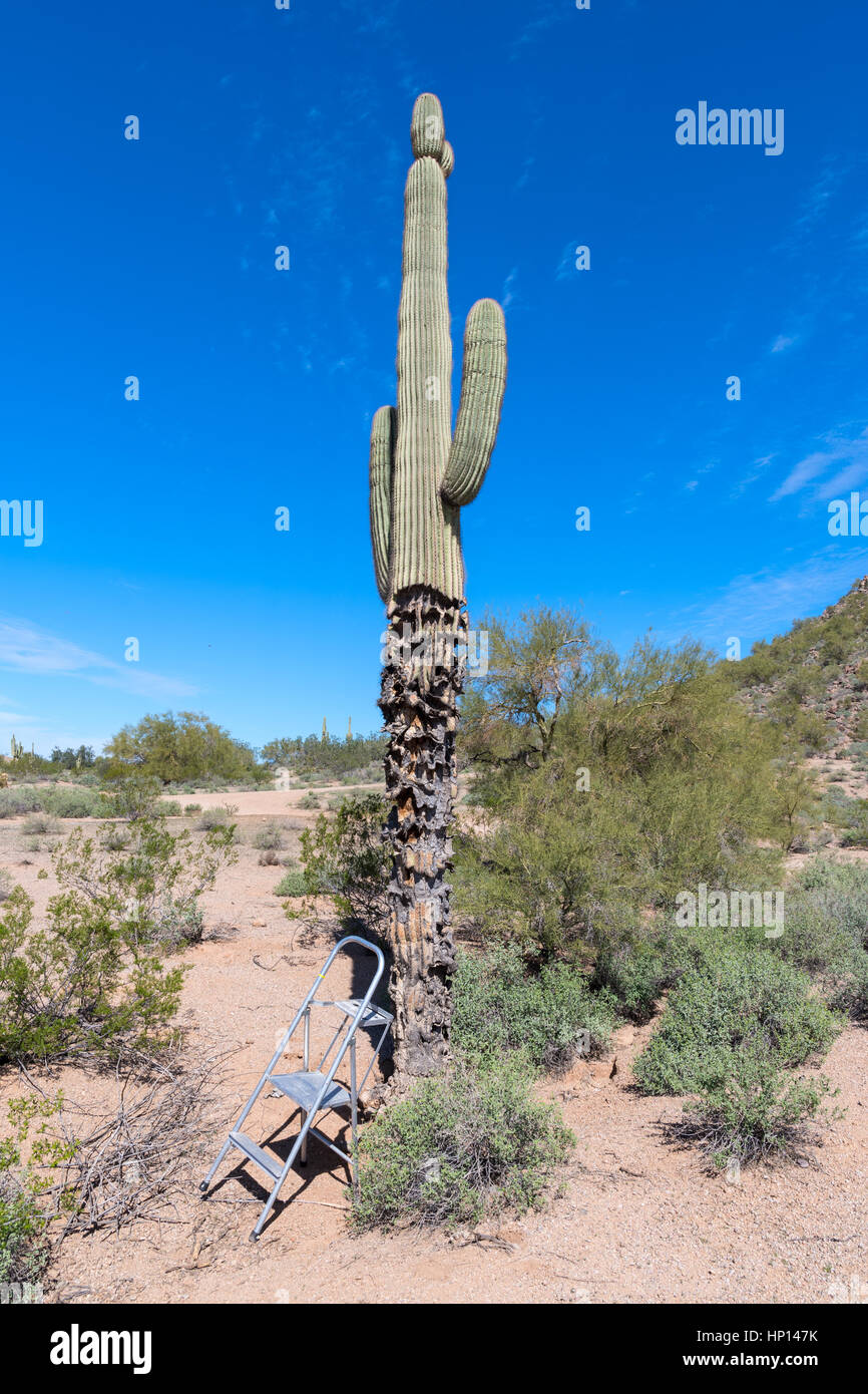 Damaged tall cactus hi-res stock photography and images - Alamy