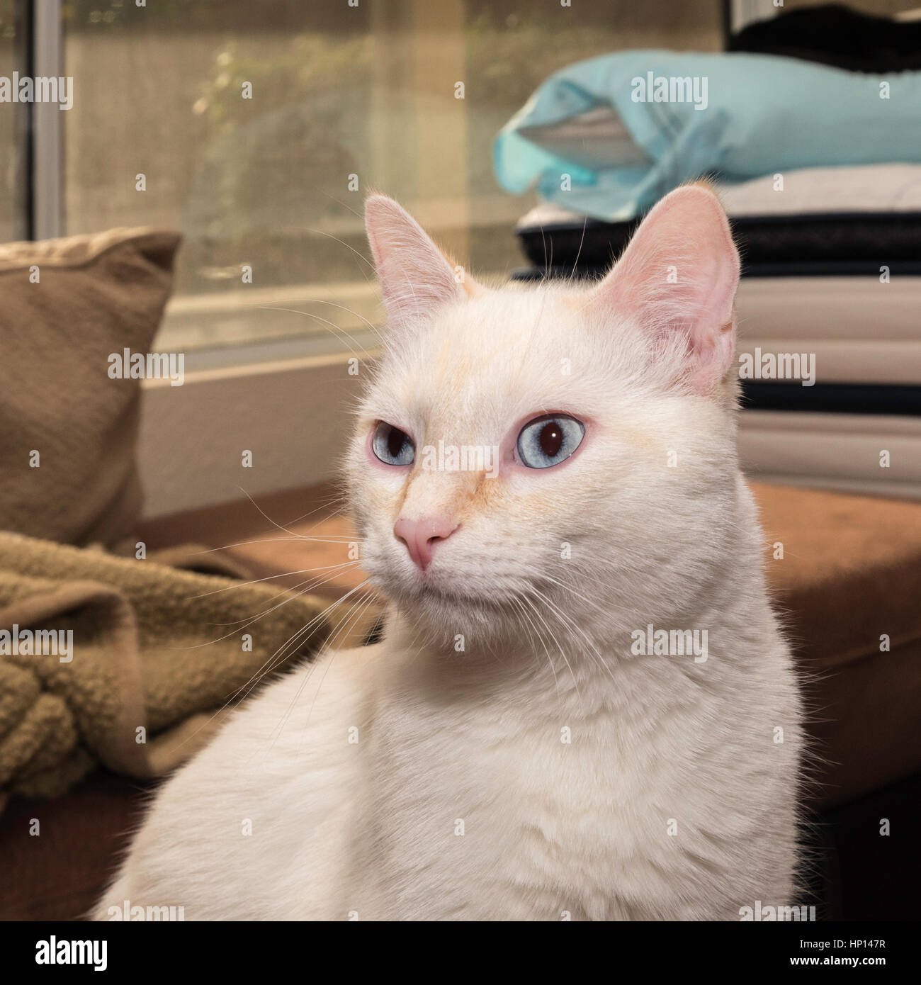 White siamese cat hi-res stock photography and images - Alamy