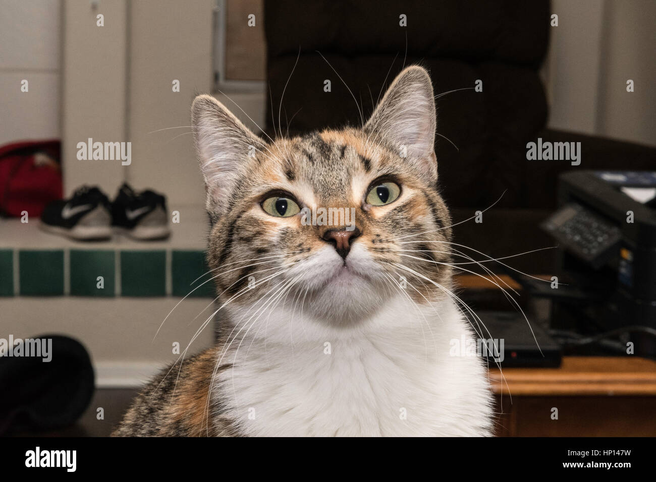 Loving cat family hi-res stock photography and images - Alamy