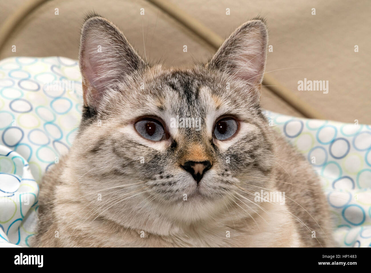 Girl with siamese cat hi-res stock photography and images - Alamy
