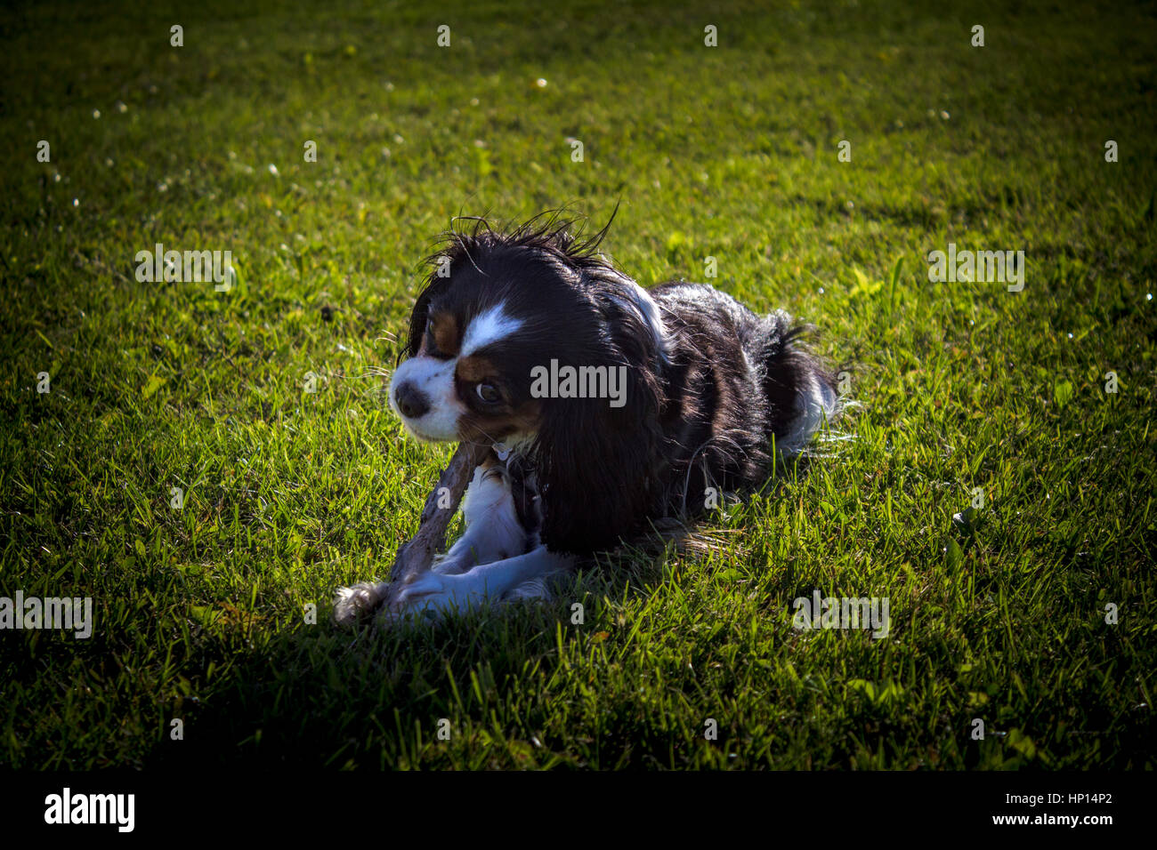 King Charles Cavalier dog. Shot in dDnmark Stock Photo - Alamy