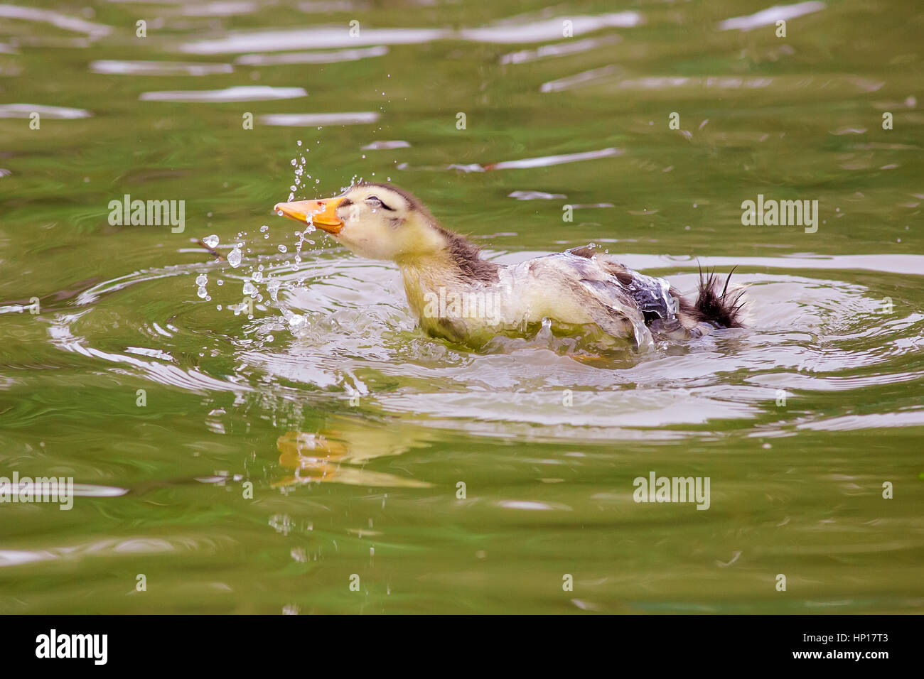 Bathing Baby duck Stock Photo - Alamy