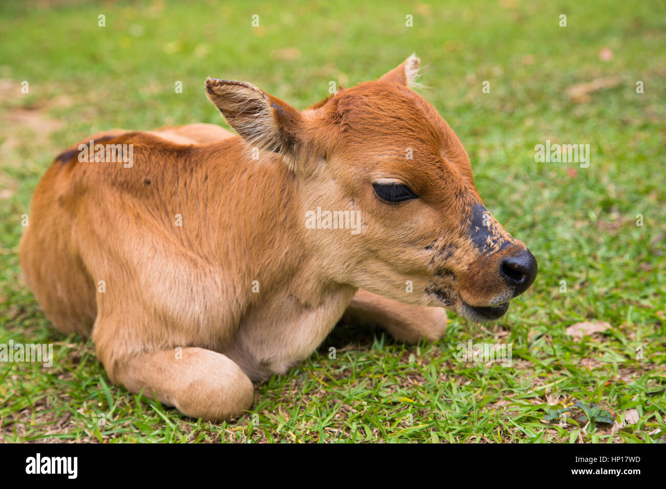 Hong kong cattle hi-res stock photography and images - Alamy