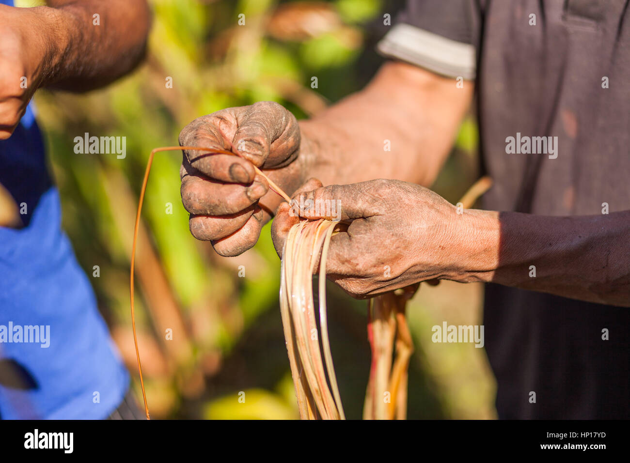 Nepali farmer examing a black cardamom (Amomum subulatum) plant Stock ...