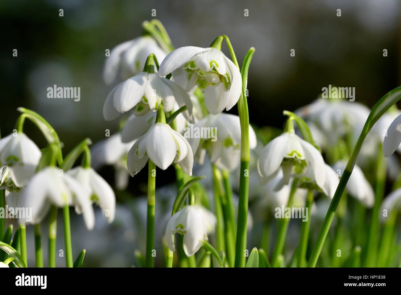 Snowdrops woodland floor hi-res stock photography and images - Alamy