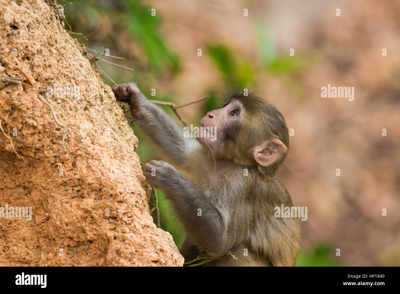Macaque monkey climbing Stock Photo - Alamy