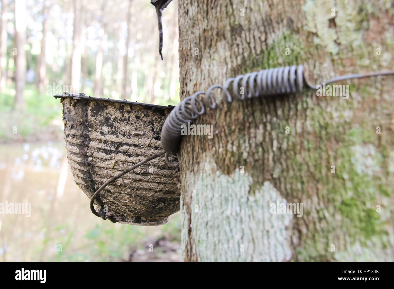 Cup for rubber latex in the rubber tree plantation in Thailand Stock ...