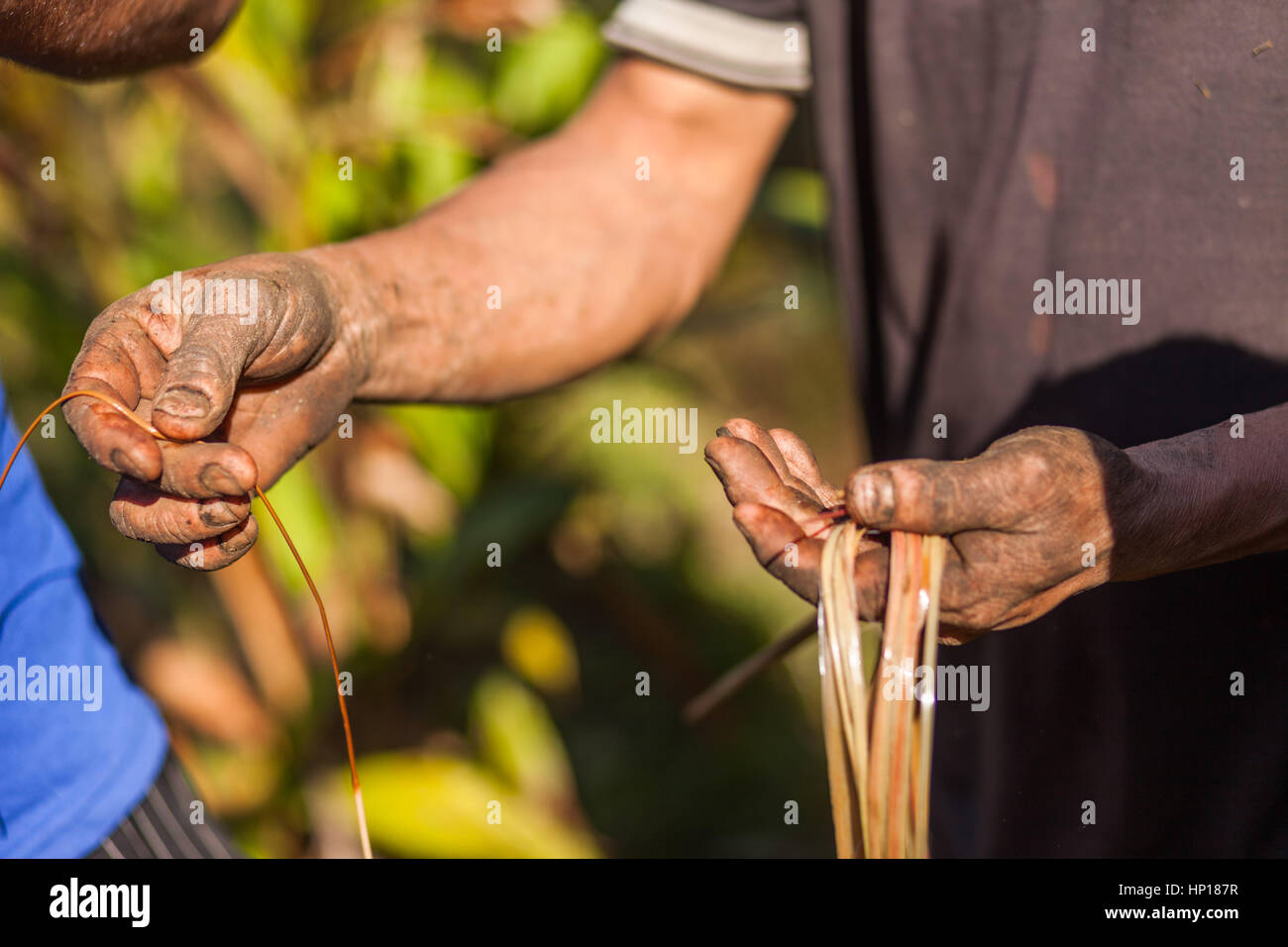 Nepali farmer examing a black cardamom (Amomum subulatum) plant Stock ...