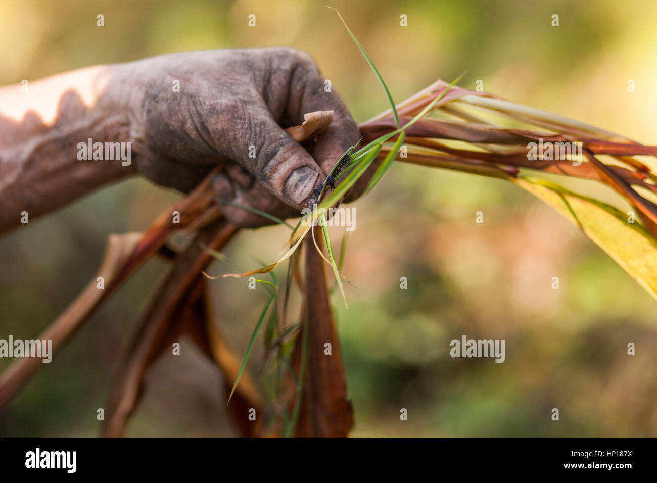 Nepali farmer examing a black cardamom (Amomum subulatum) plant Stock ...
