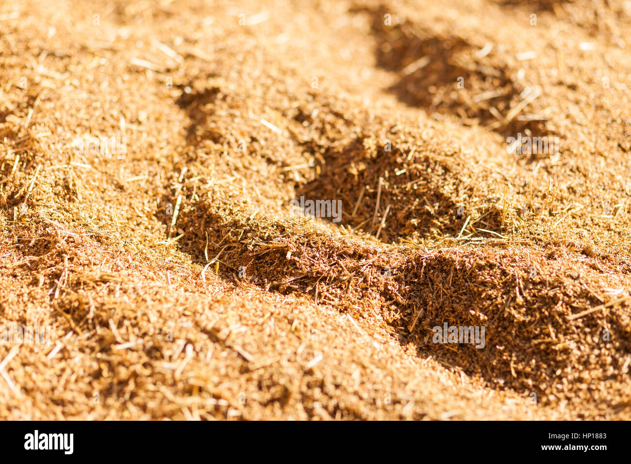 Grains of black millet at a farm in Taplejung region, Nepal Stock Photo ...