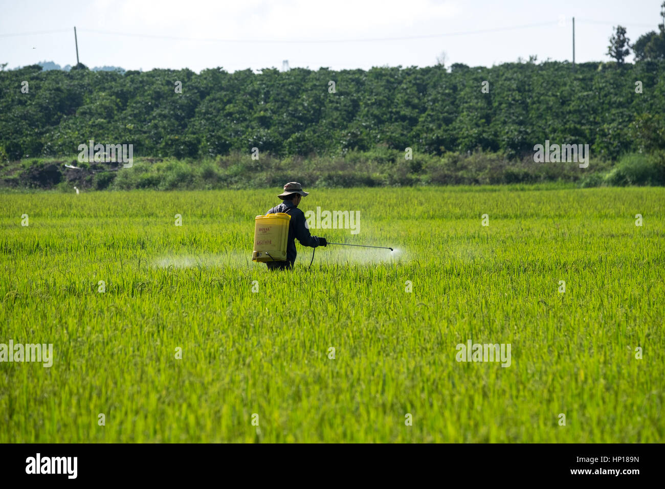 Farmer spraying pesticide on rice field Stock Photo - Alamy